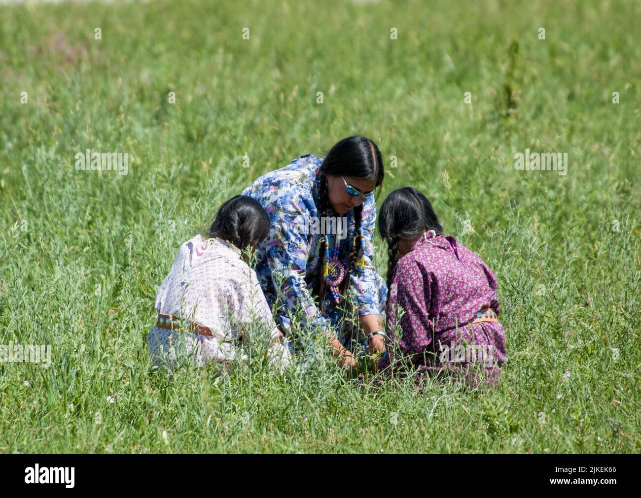 Mother teaches her two young daughters the Crow traditions of gathering ...