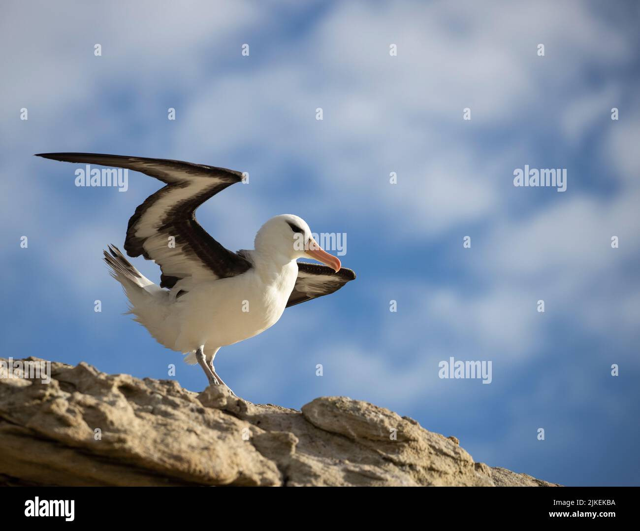Over 70% of the global population of the the black-browed albatross ...