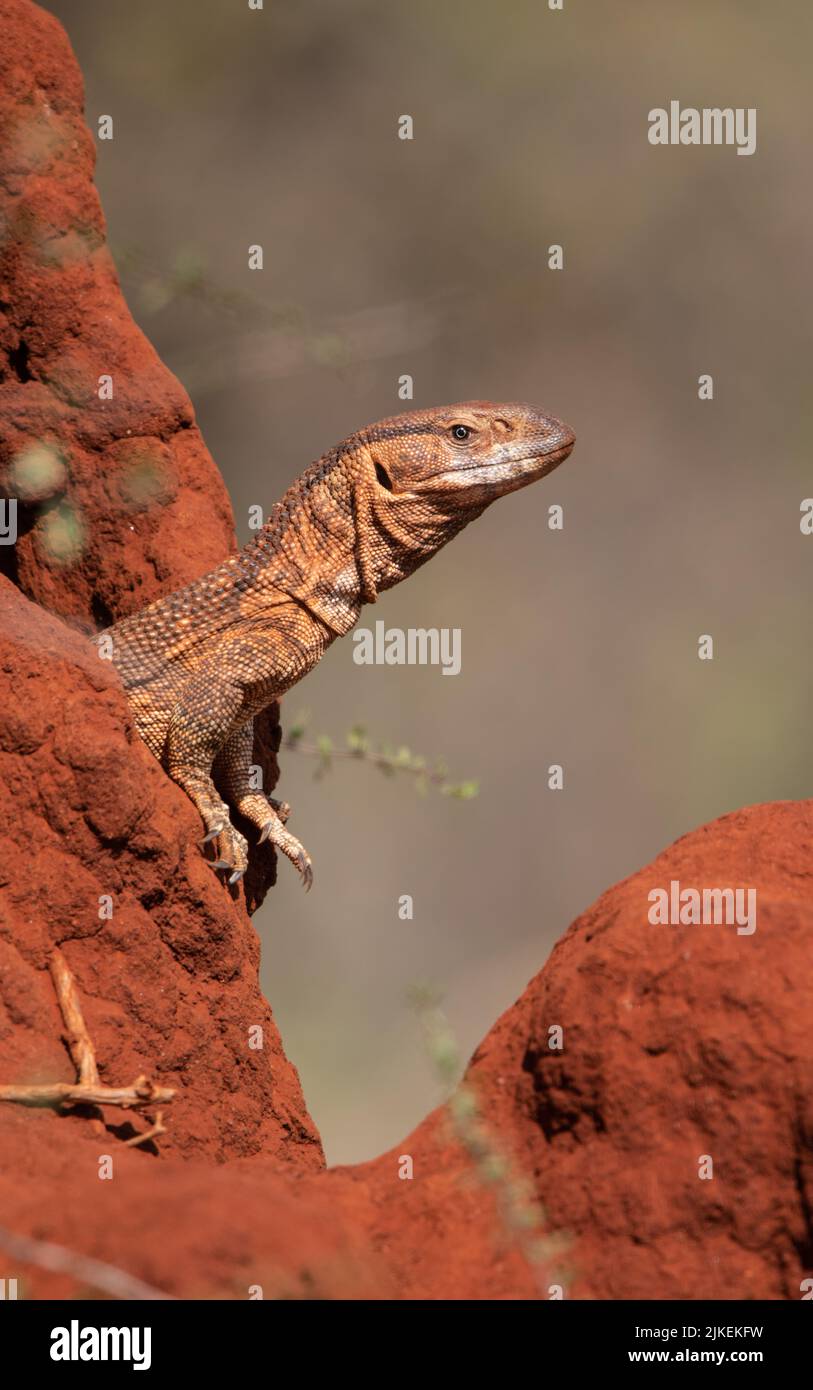 Important ecosystem role hi-res stock photography and images - Alamy