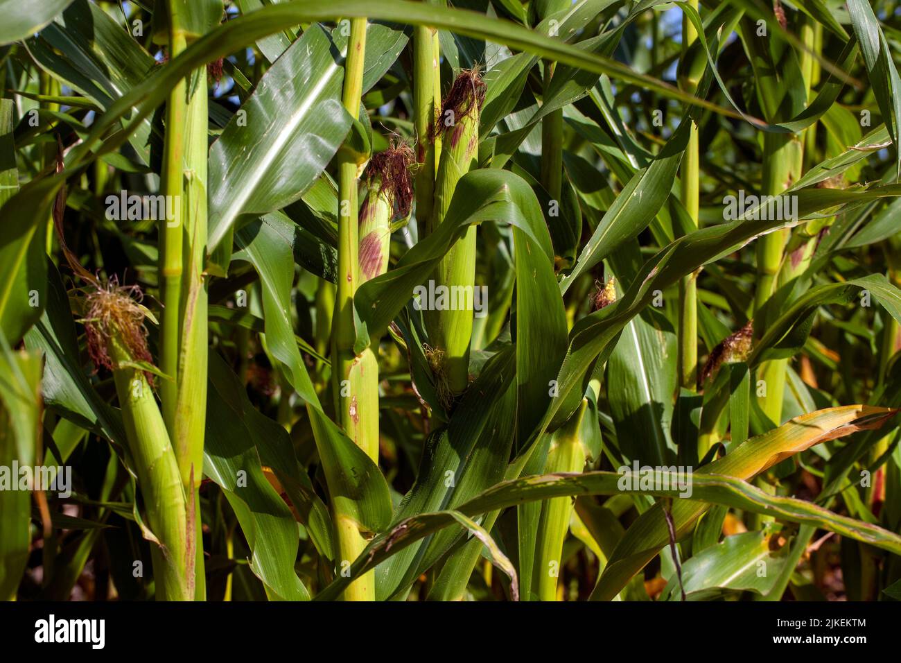 an agricultural field where unripe green corn grows, a field for ...