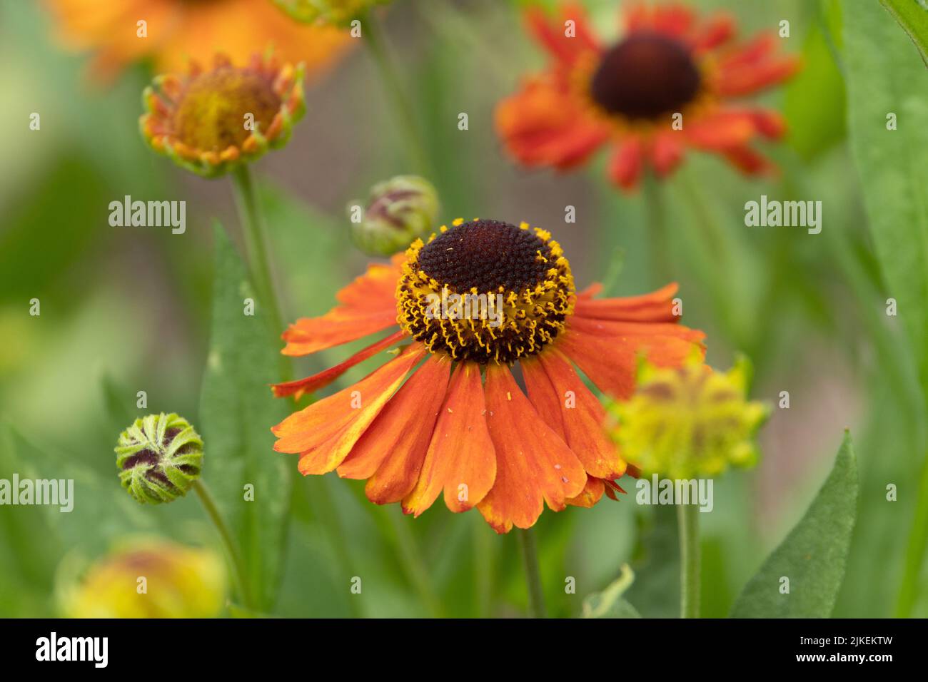 Summer garden perennial hi-res stock photography and images - Alamy
