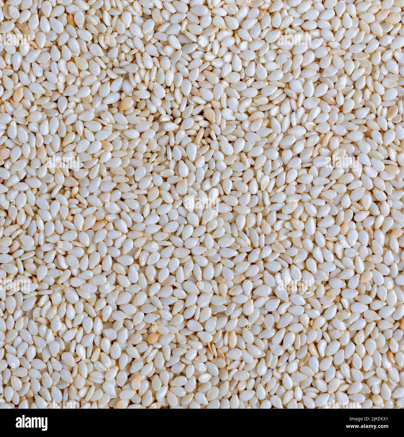a large number of white dried sesame seeds, sesame seeds that are used ...