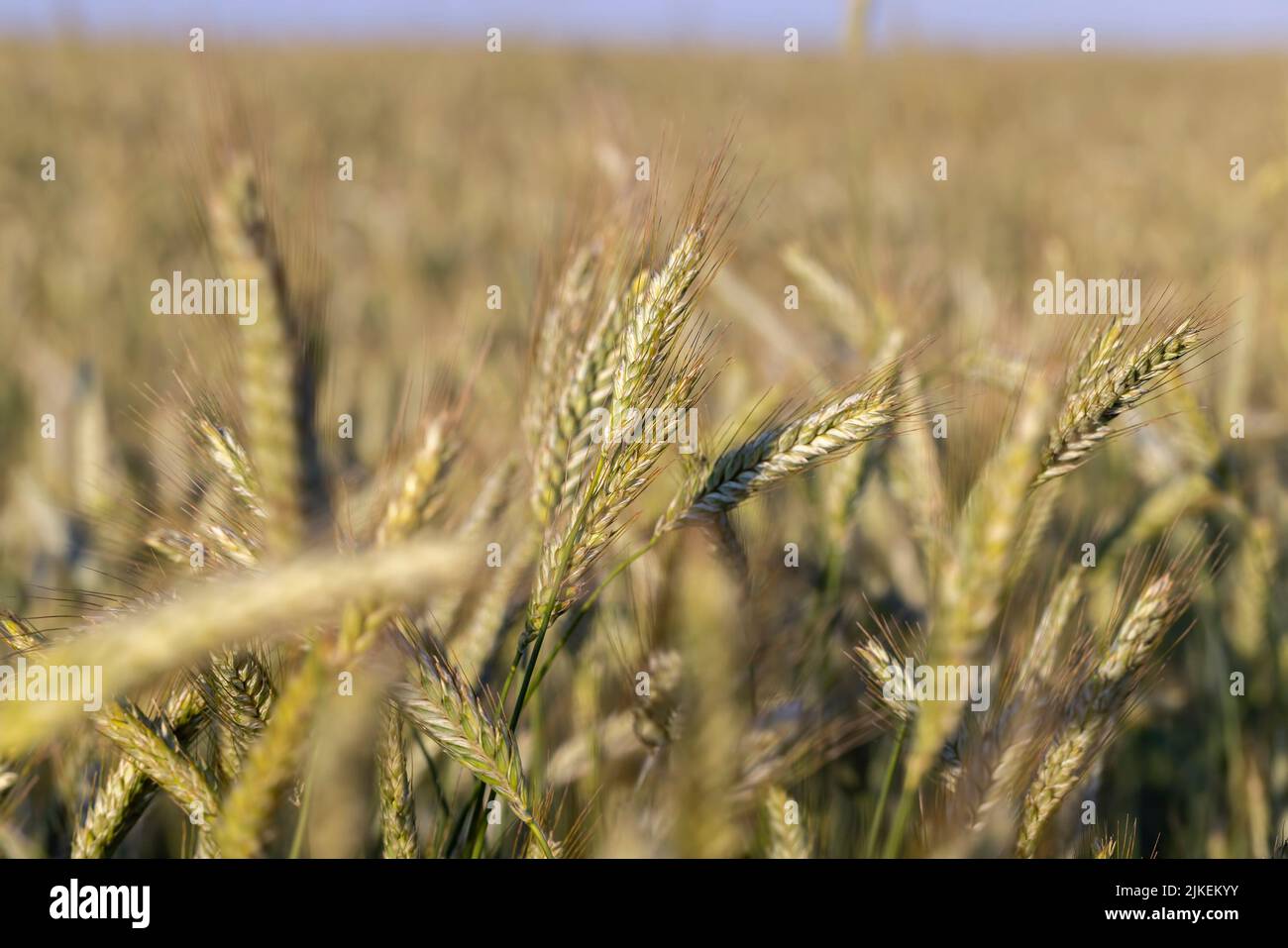 An agricultural field where ripening cereals grow , a wheat field with unripe wheat in summer in ...