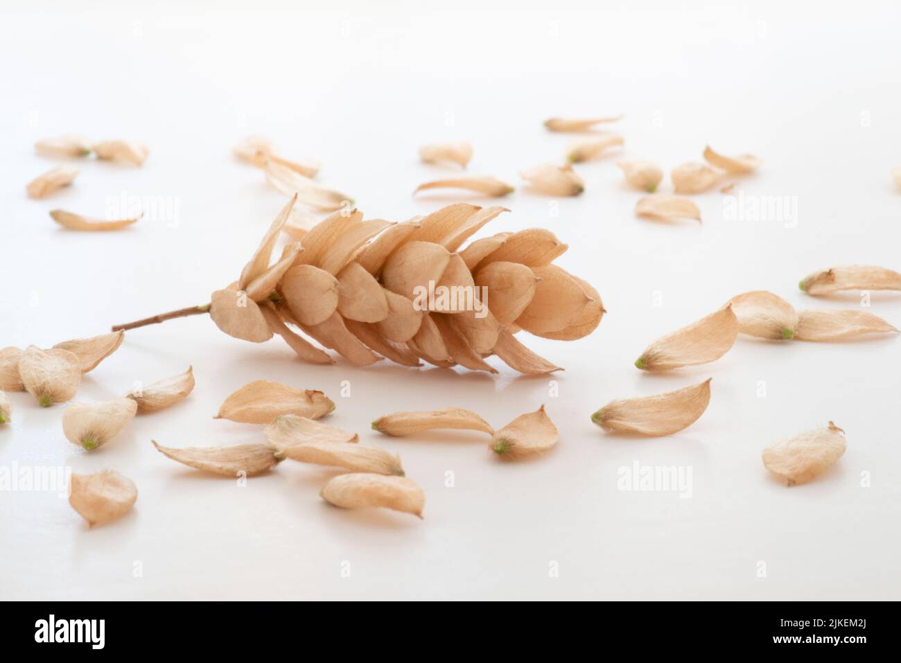 Close-up of fruits and seeds of dry hop hornbeam Stock Photo - Alamy