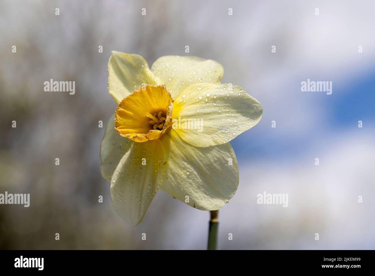 spring narcissus flower in dust and dirt after the last rain, beautiful ...