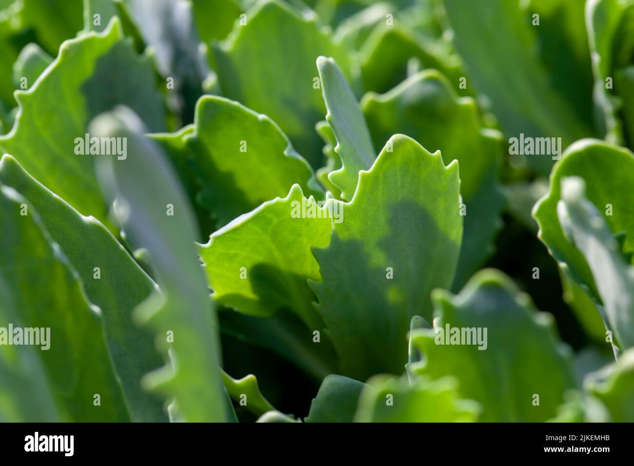 plants with green foliage in the summer, details of plants of green ...