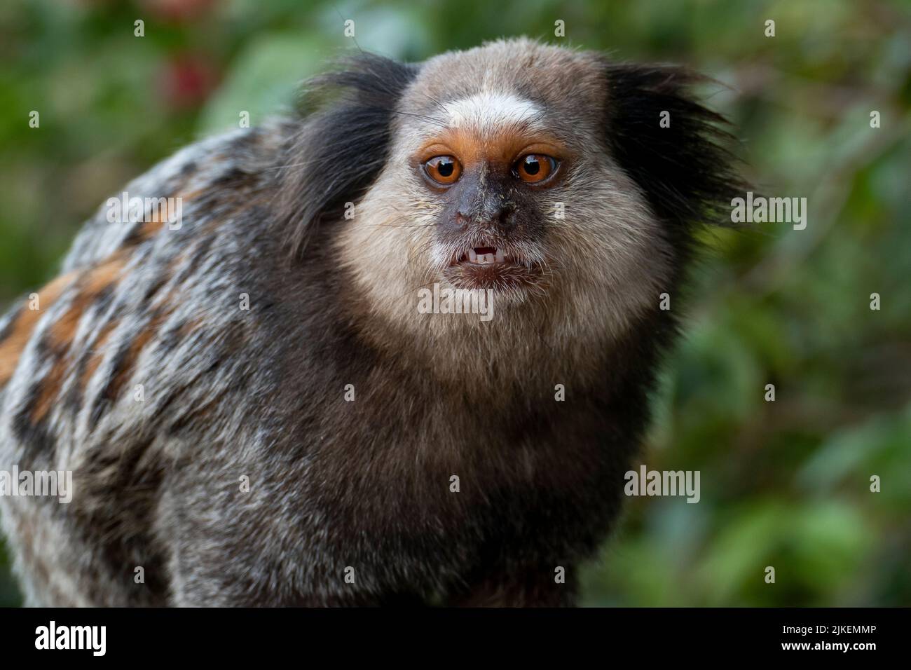 Adorable monkey looking cute hi-res stock photography and images - Alamy