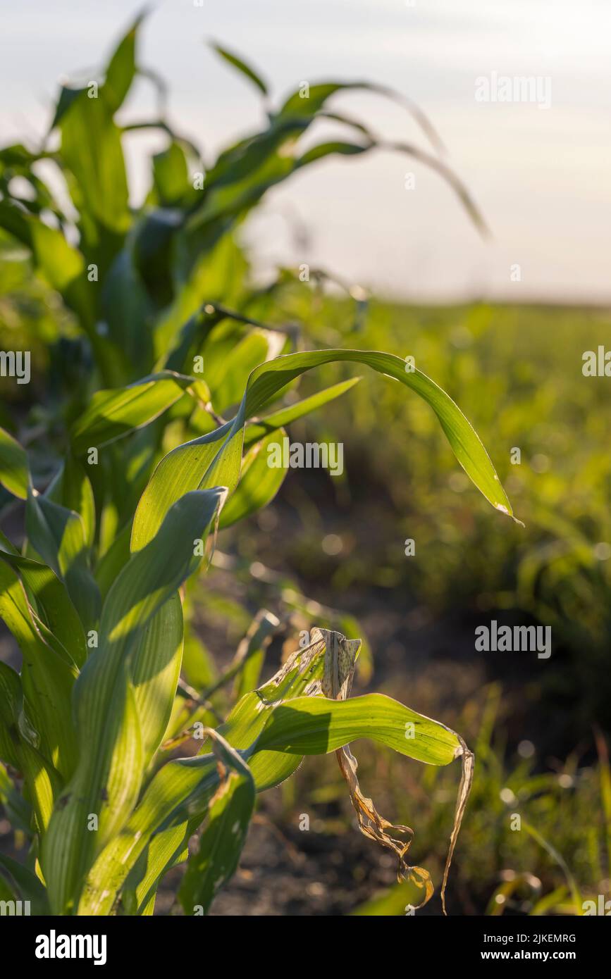 an agricultural field where young green corn grows, growing corn for ...
