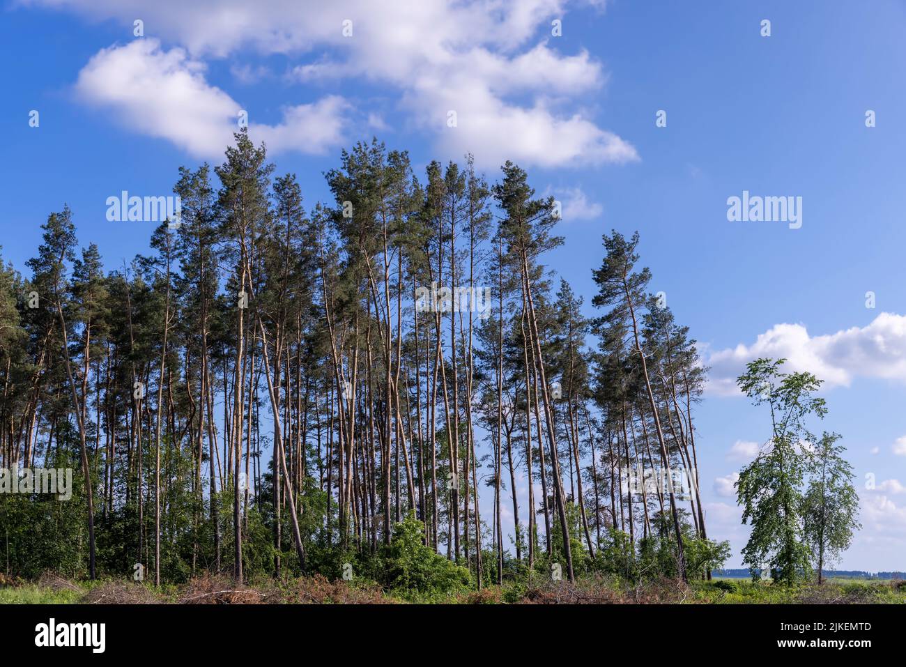 deforestation and timber harvesting in eastern Europe, felled and sawn ...