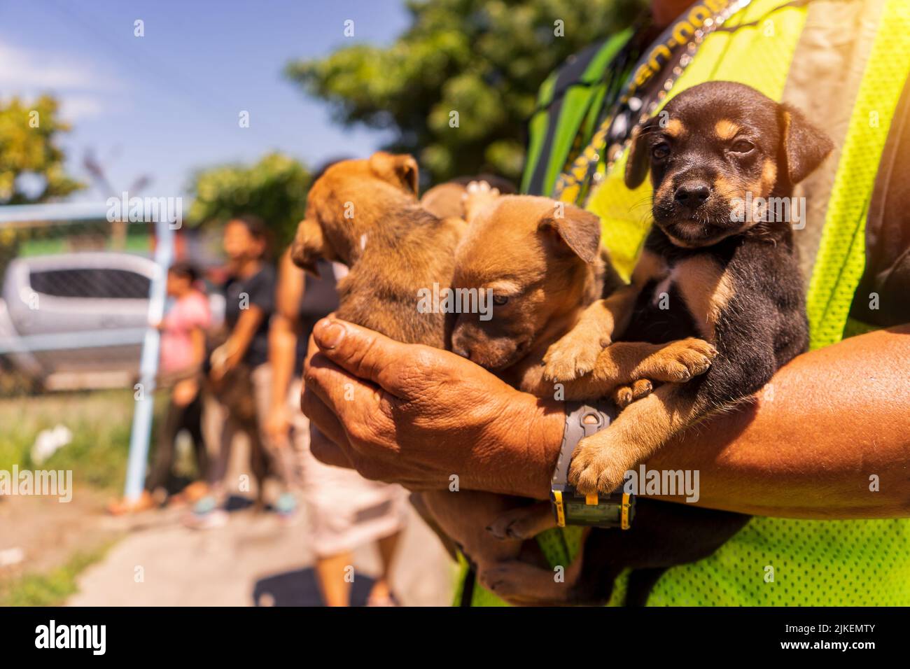 Man in a vest holding a group of dog puppies in his arms Stock Photo ...