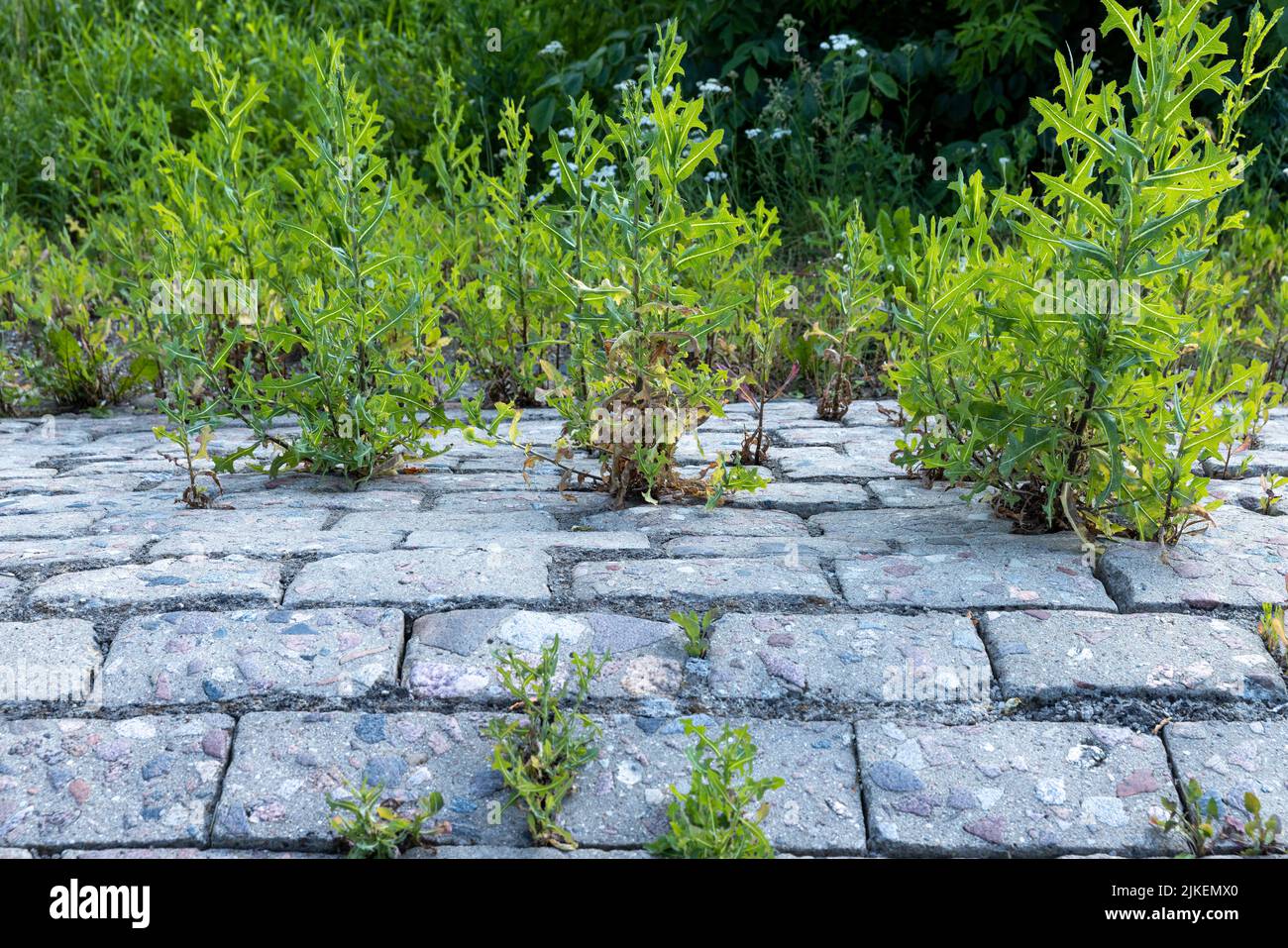 part of the embankment is made of stones and tiles, grass and other ...