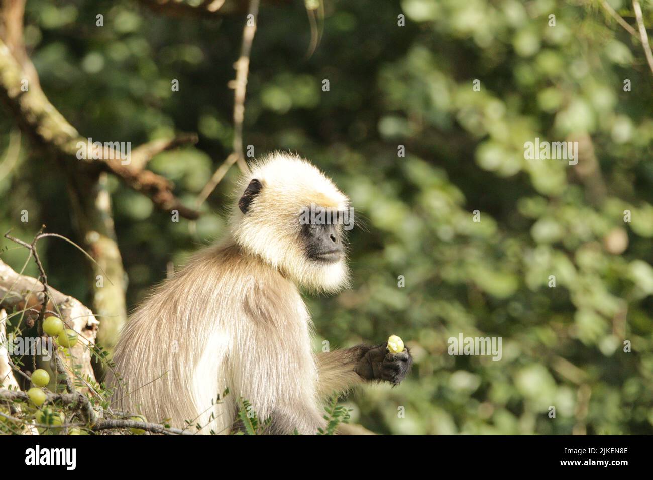 Incredible animal photos hi-res stock photography and images - Alamy