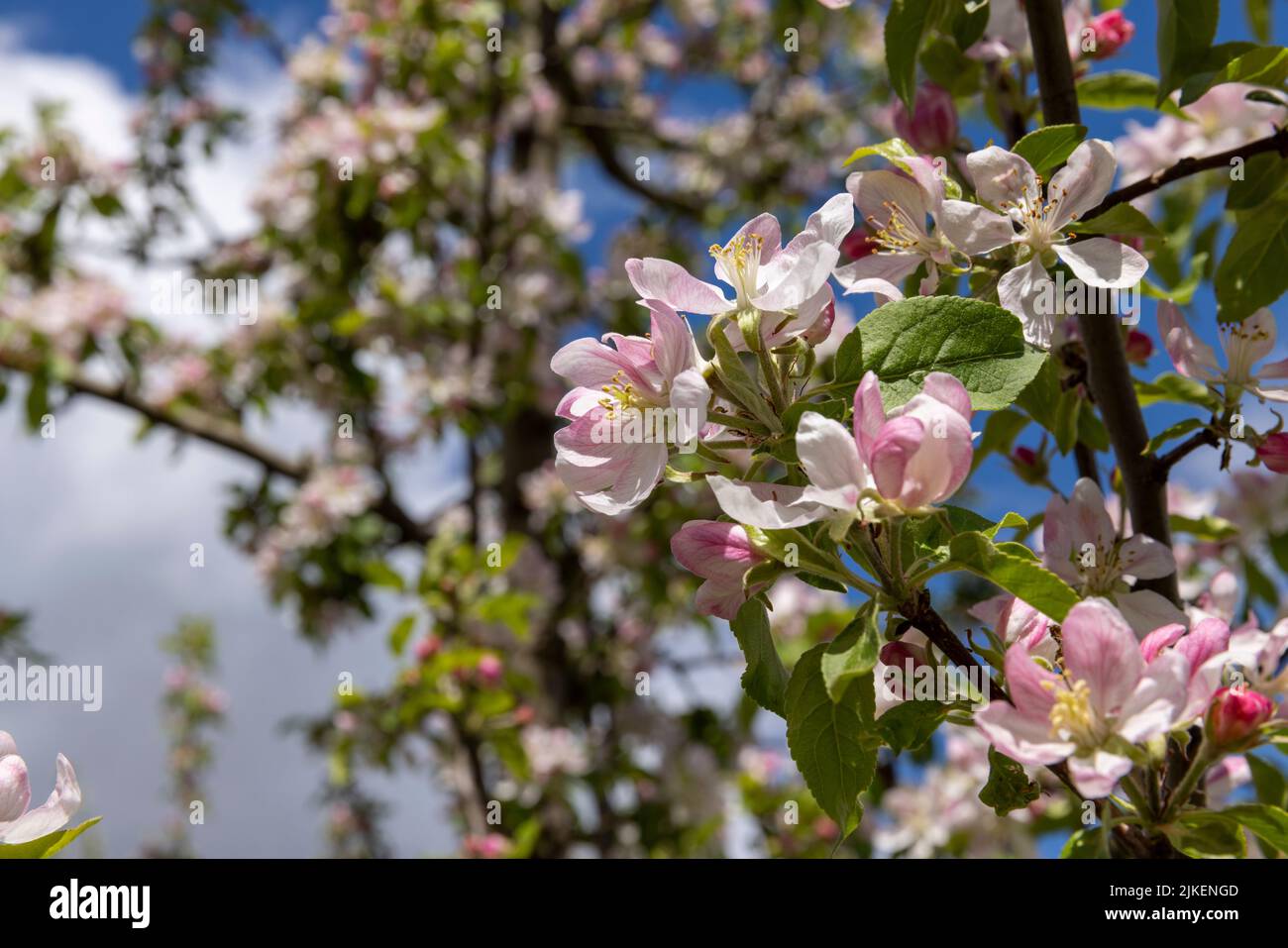 A beautiful blooming apple tree in a spring orchard, white and red ...