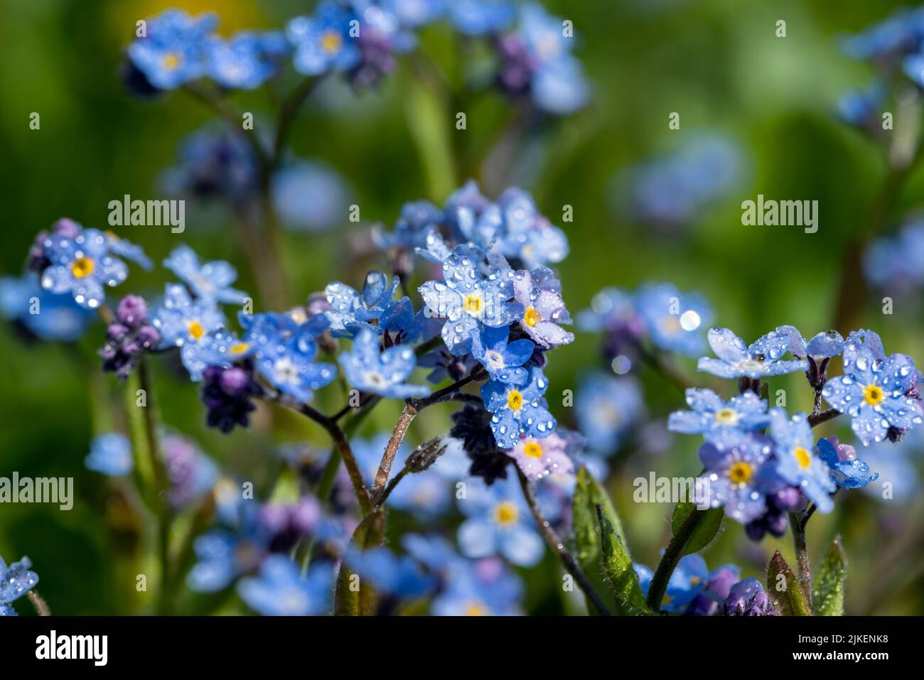 beautiful blue flowers in the spring season in drops of water , growing ...
