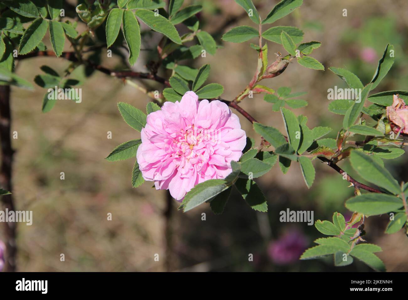 Beautiful pink wild rustic rose Stock Photo - Alamy
