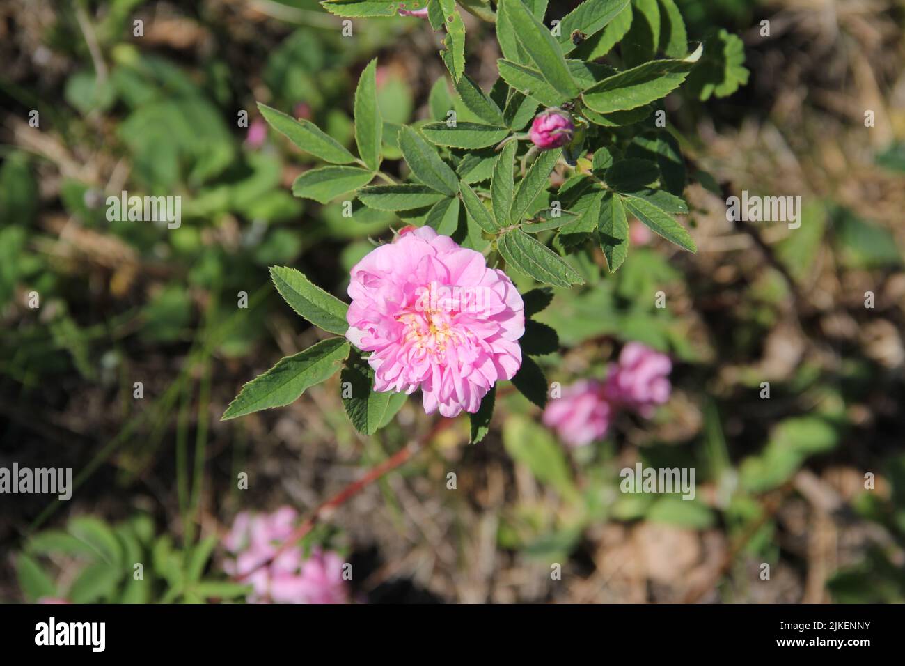 Beautiful pink wild rustic rose Stock Photo - Alamy