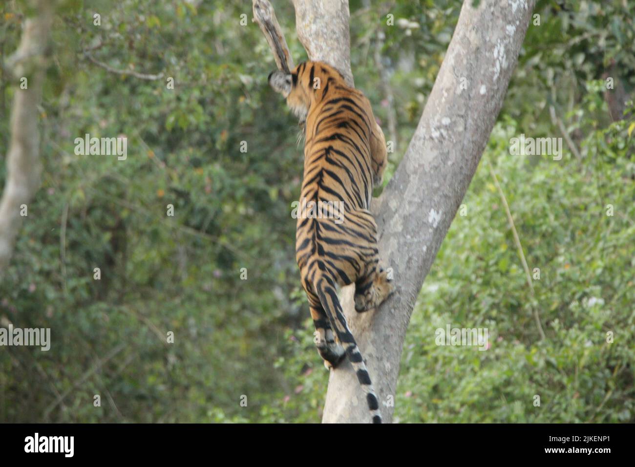 Tigers of Nagarhole National Park, India Stock Photo - Alamy