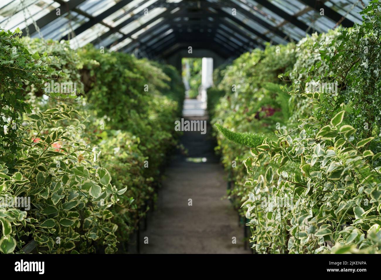 Greenhouse with lush tropical plants with green leaves growing in rows ...