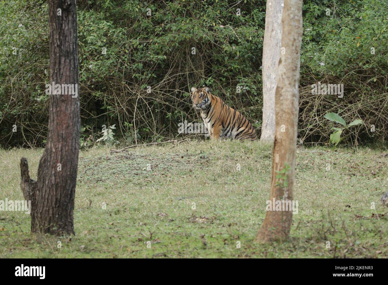 Tigers of Nagarhole National Park, India Stock Photo - Alamy