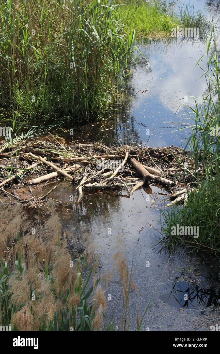 Beaver dam on forest stream made of branches. Sunny summer day Stock ...