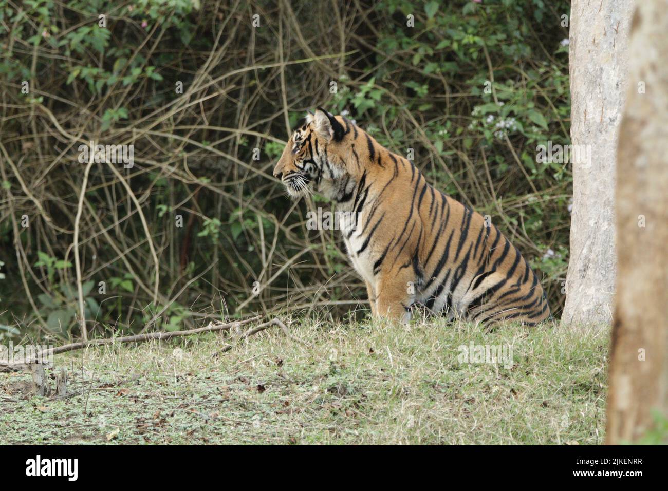 Tigers of Nagarhole National Park, India Stock Photo - Alamy