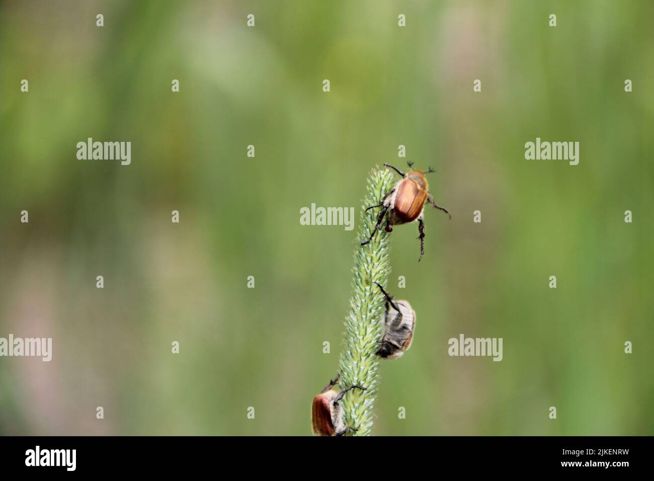 Three bugs hi-res stock photography and images - Alamy