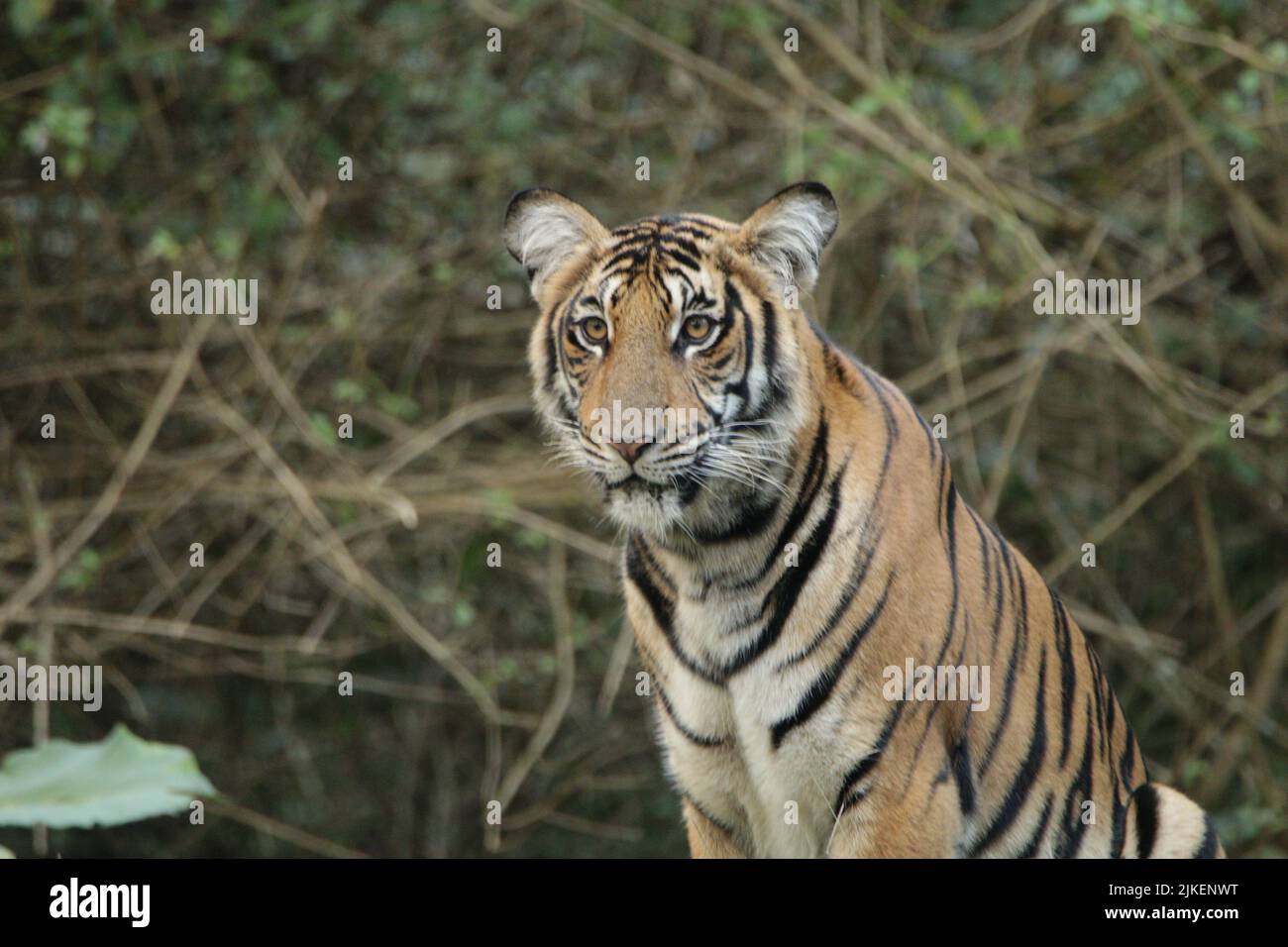 Tigers of Nagarhole National Park, India Stock Photo - Alamy