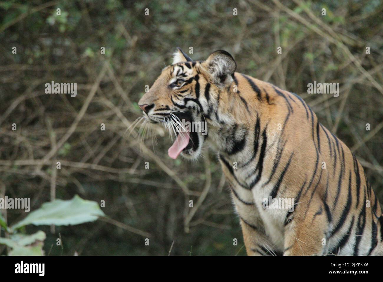 Tigers of Nagarhole National Park, India Stock Photo - Alamy