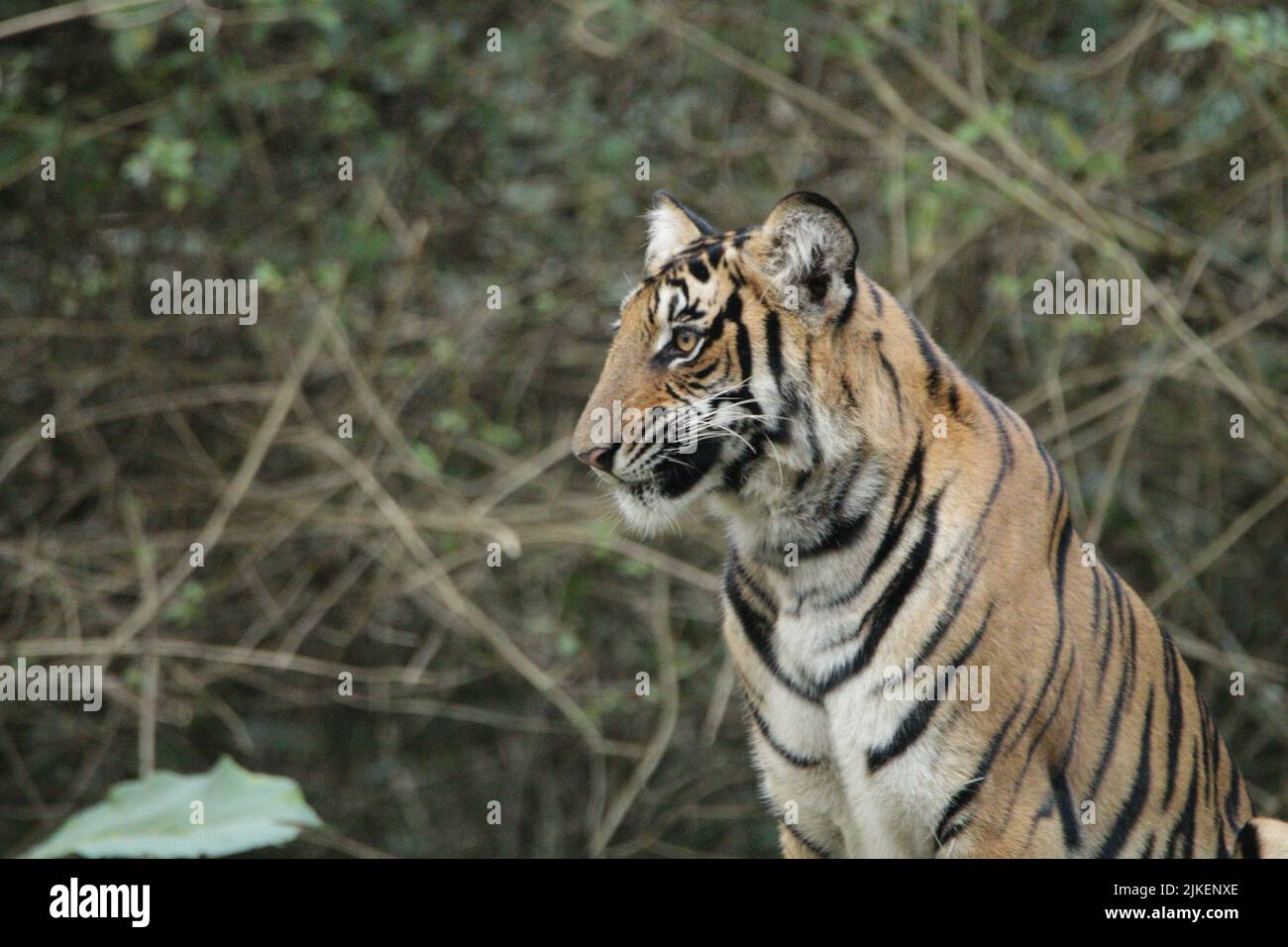 Tiger kabini hi-res stock photography and images - Alamy