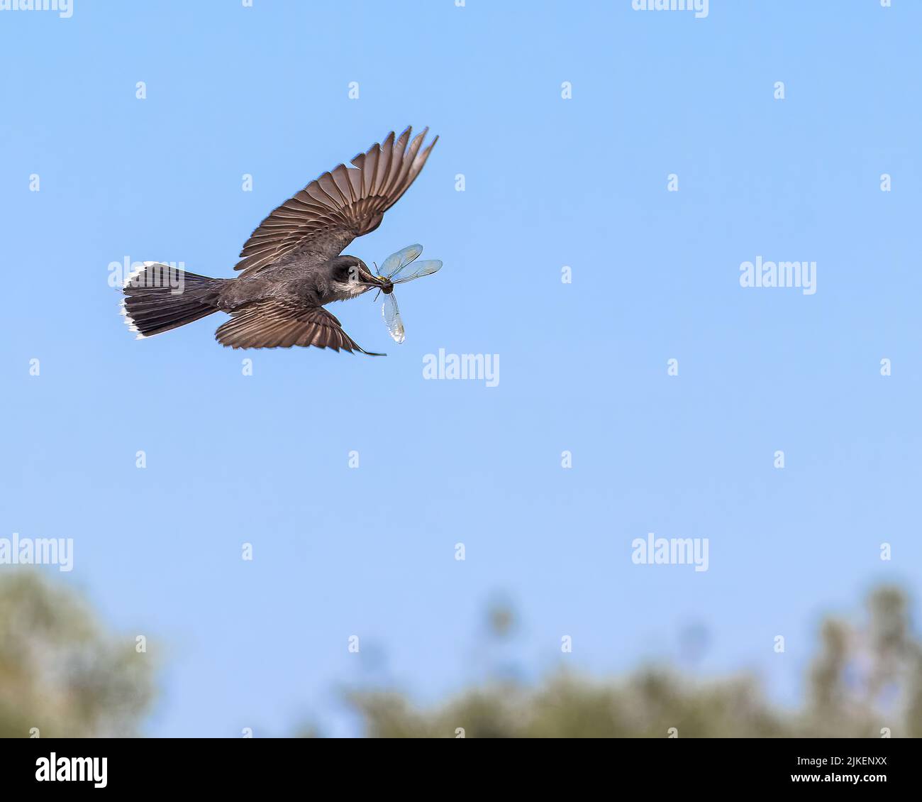 An Eastern Kingbird flies with his morning meal of dragonfly Stock ...