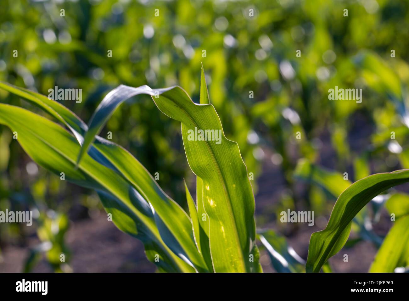 an agricultural field where young green corn grows, growing corn for ...