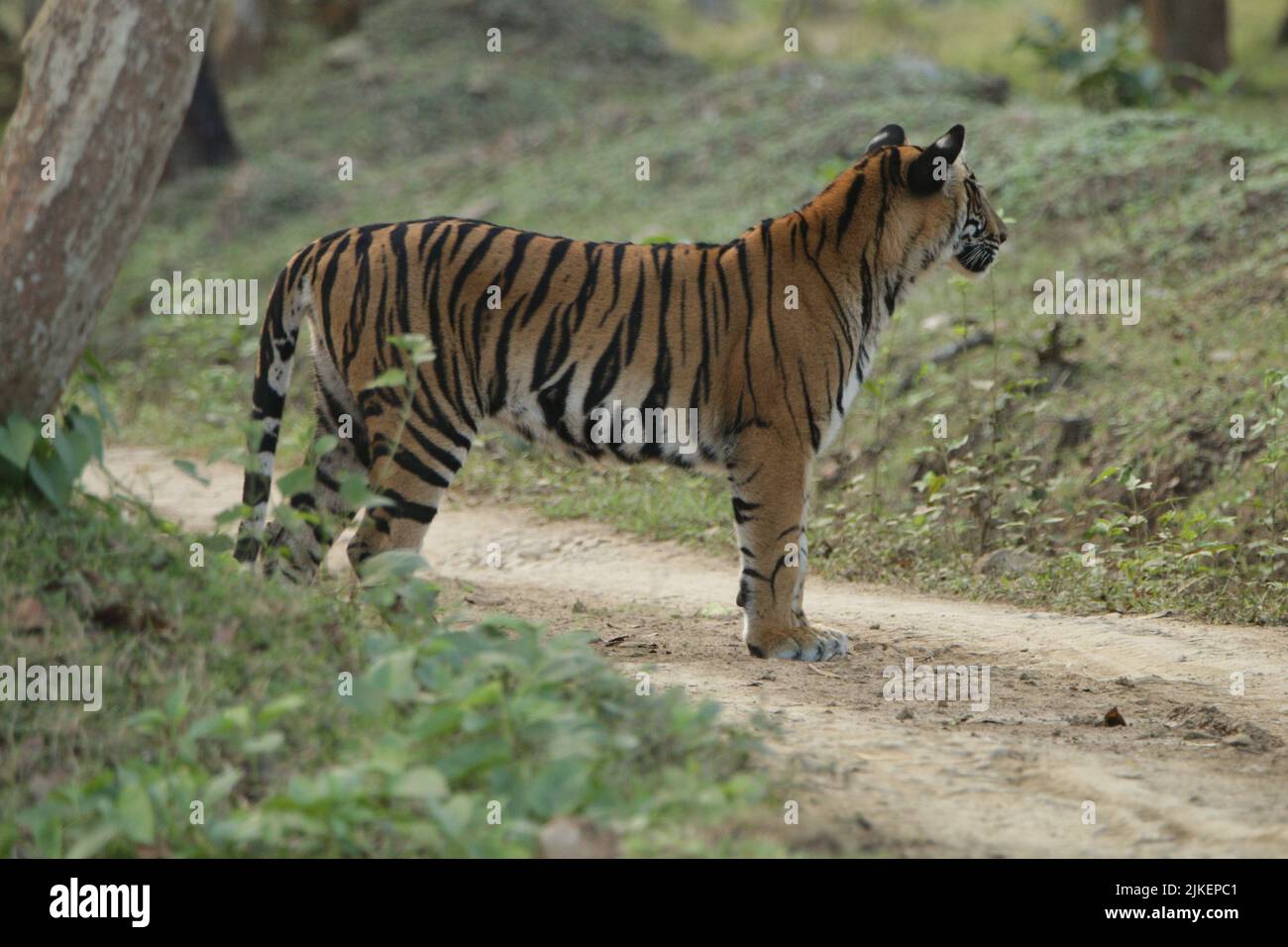Tigers In Nagarhole National Park Stock Photo - Alamy