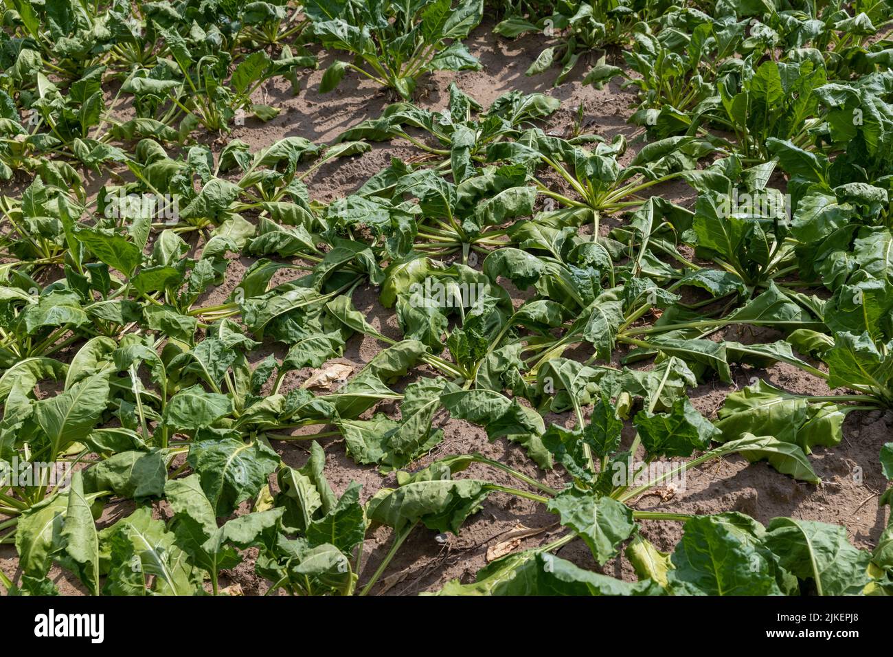 Fodder beet cultivation hi-res stock photography and images - Alamy