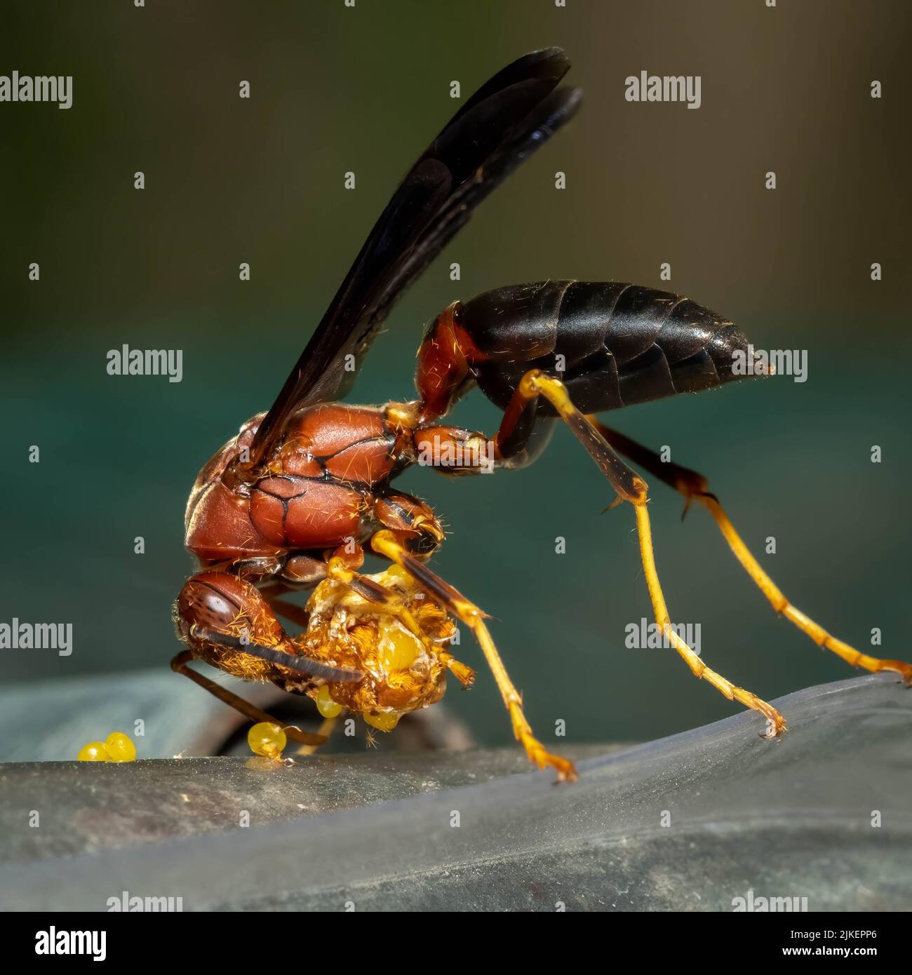 A Metric Paper Wasp (Polistes metricus) feasting on the eggs from a ...