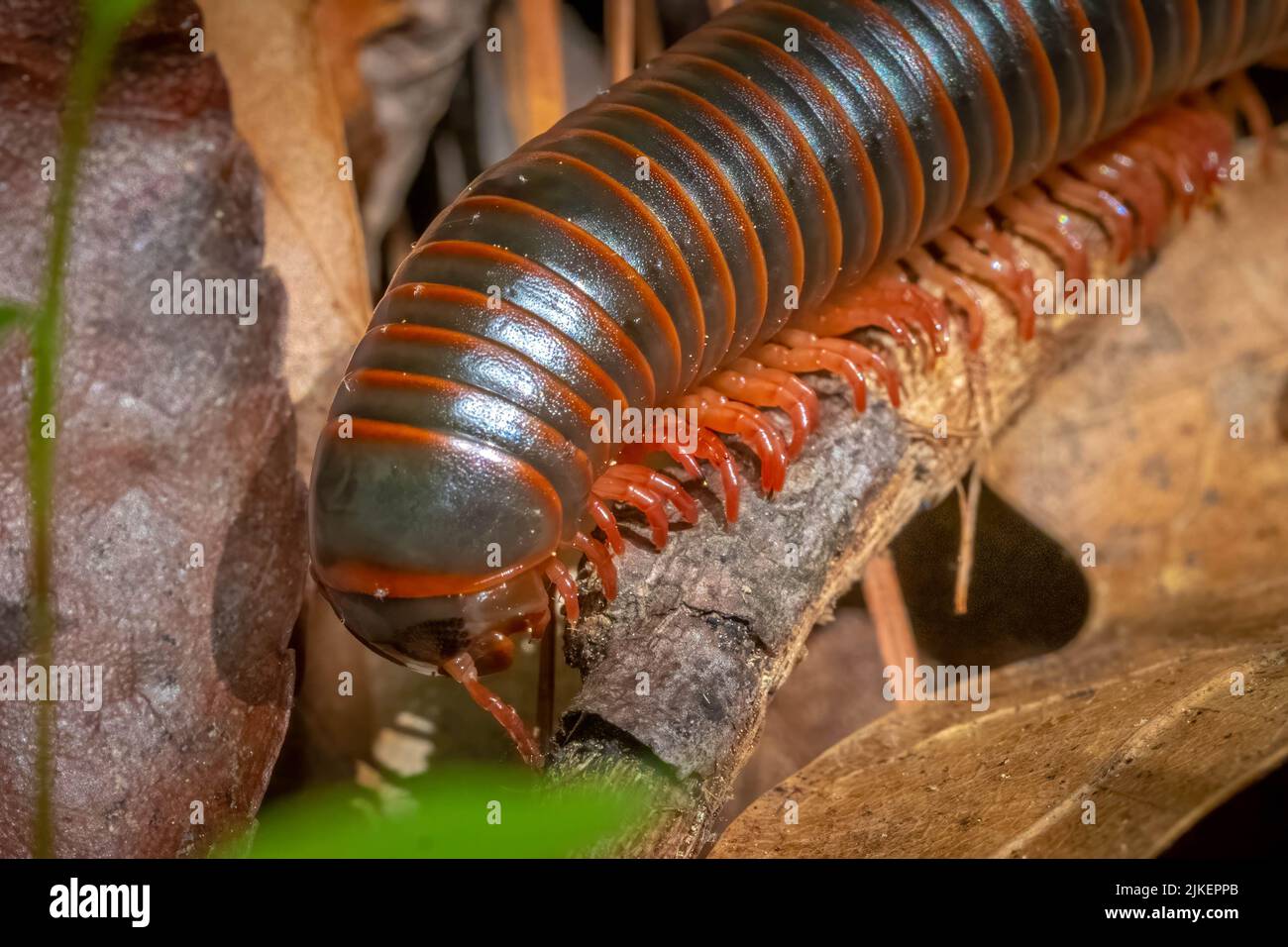 An American Giant Millipede (Narceus americanus). Raleigh, North ...