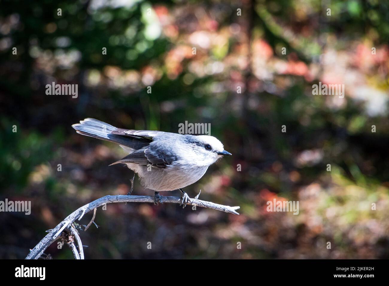 Jay feather detail hi-res stock photography and images - Alamy