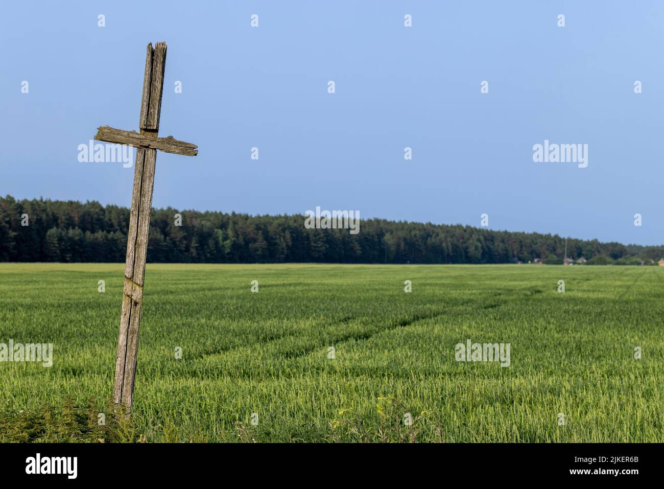 An old wooden cross in a field, a field with a grain harvest and a ...
