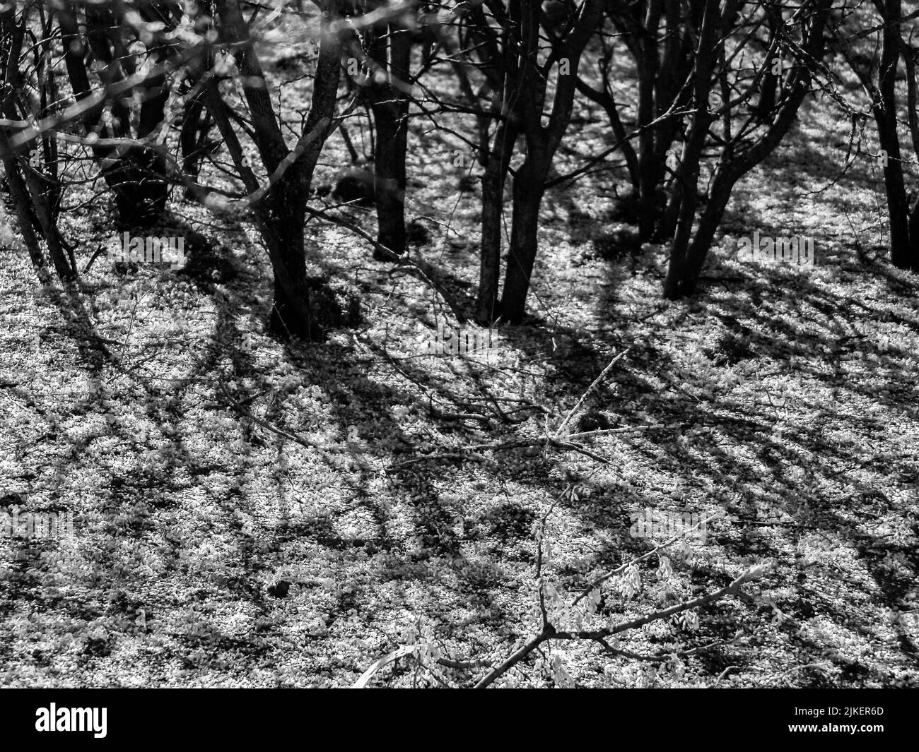 Acacia tree sticks and shadows create shady background pattern on ...