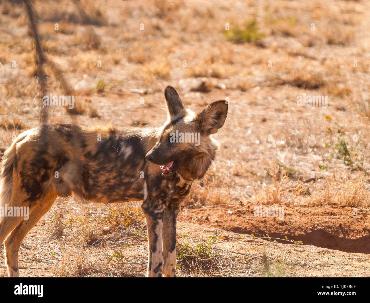 African wild dog portrait alone in savannah Stock Photo - Alamy