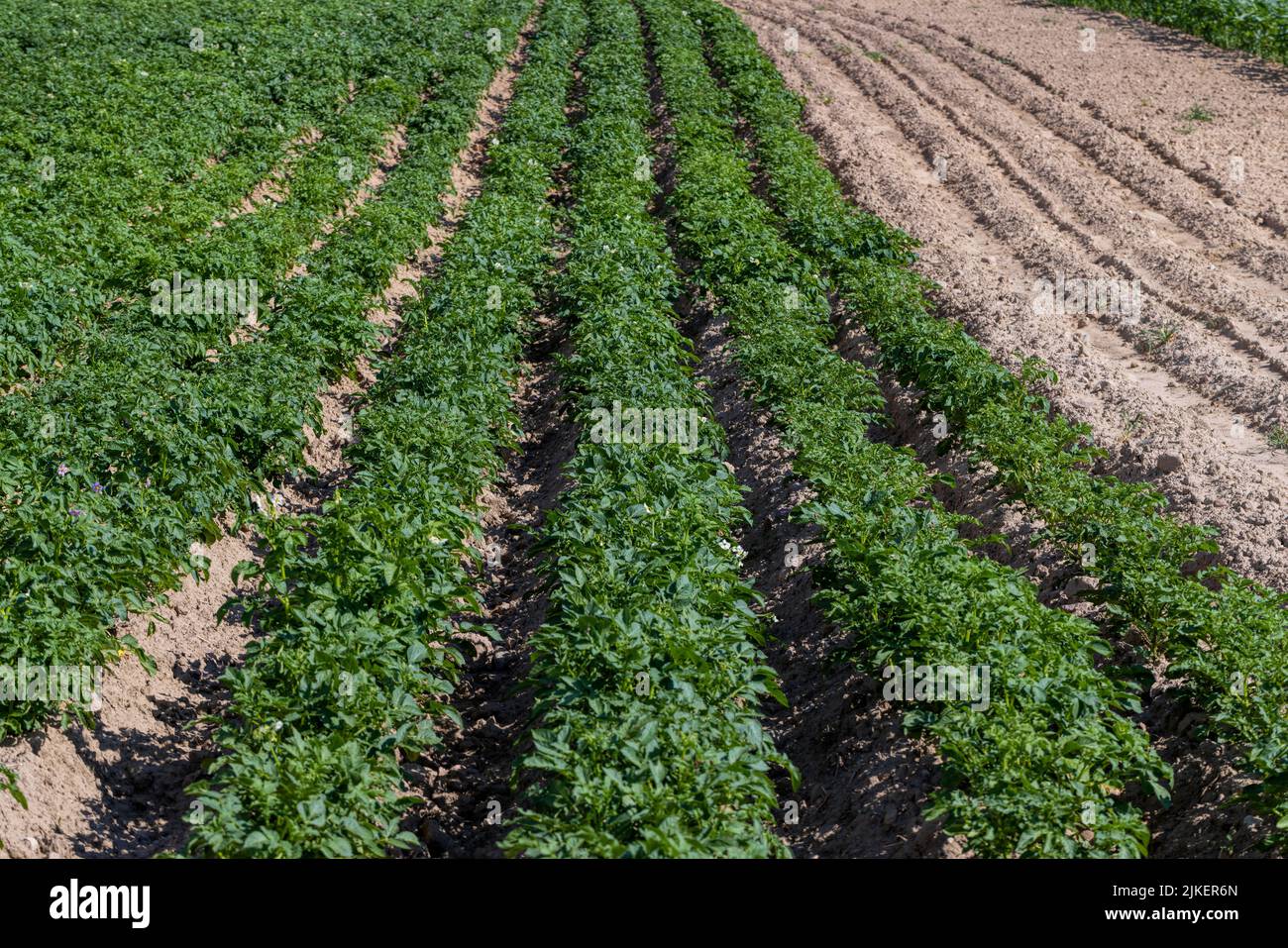 An agricultural field where green potatoes grow, growing a large number ...
