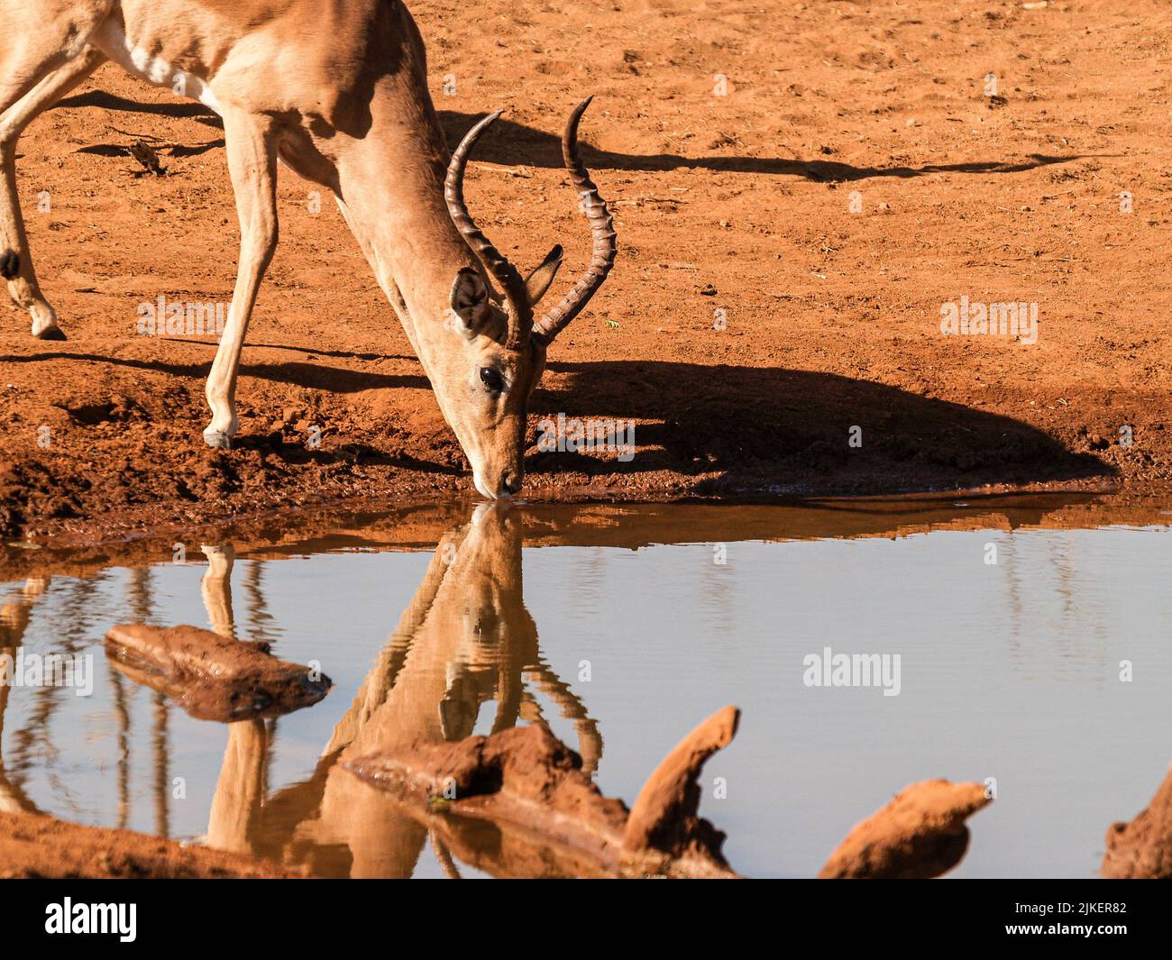 Impala lips meet in reflection and about to sip at waterhole in Madikwe ...