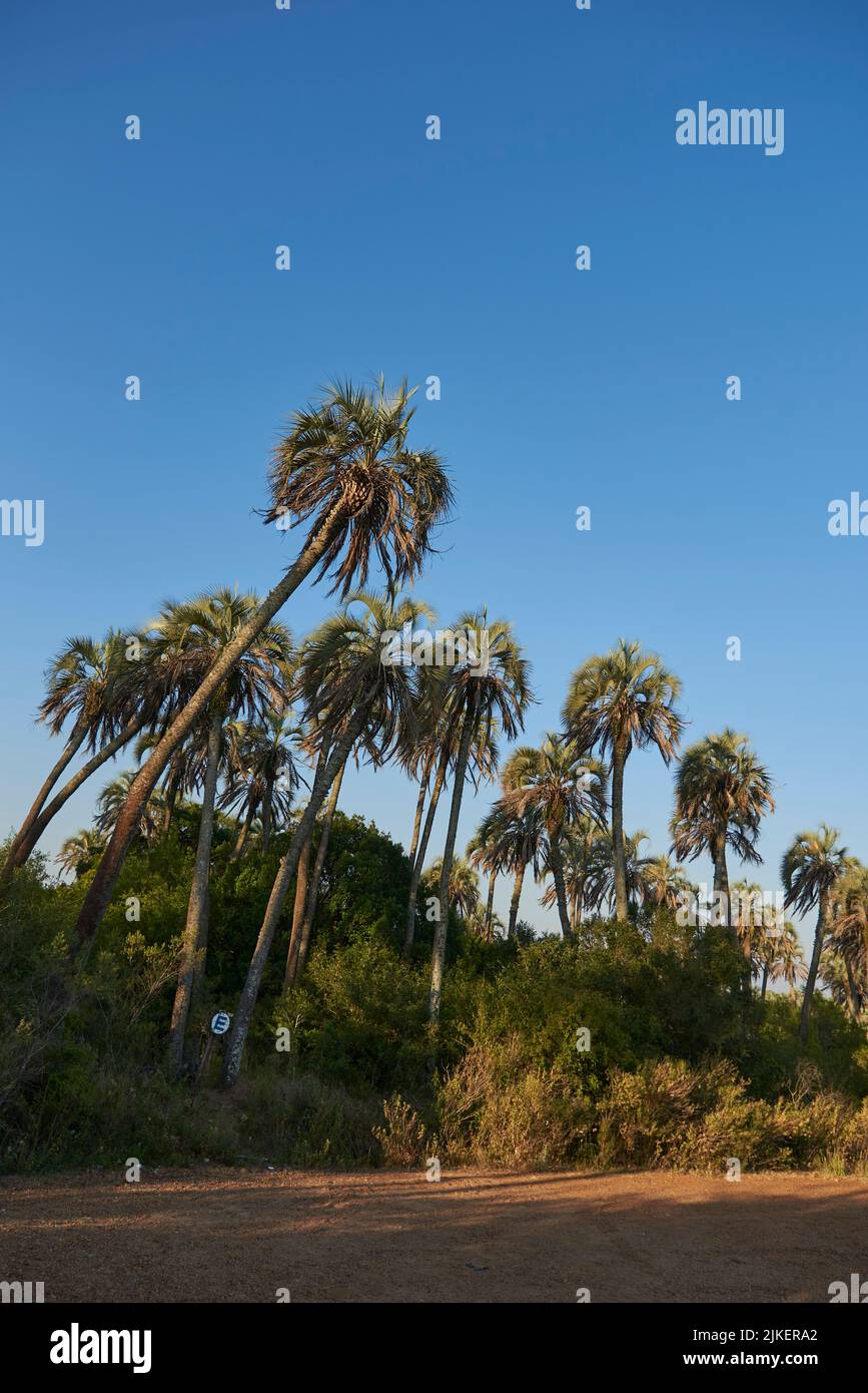 Summer landscape of El Palmar National Park, in Entre Rios, Argentina ...