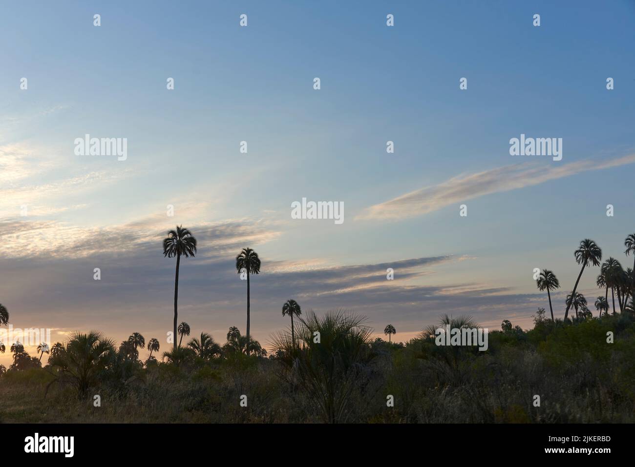 Sunset in El Palmar National Park, in Entre Rios, Argentina, a natural ...