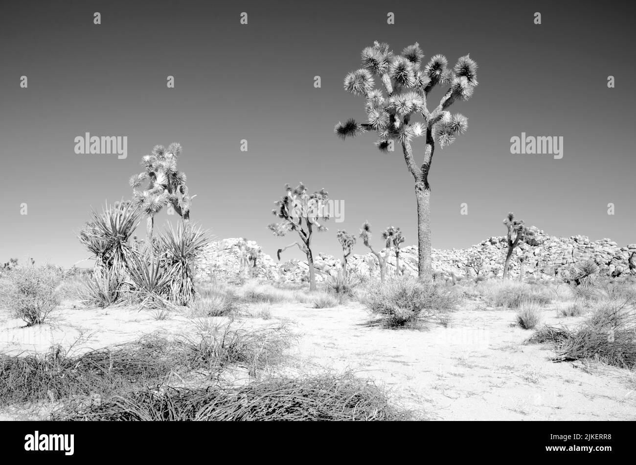Desert tree Black and White Stock Photos & Images - Alamy