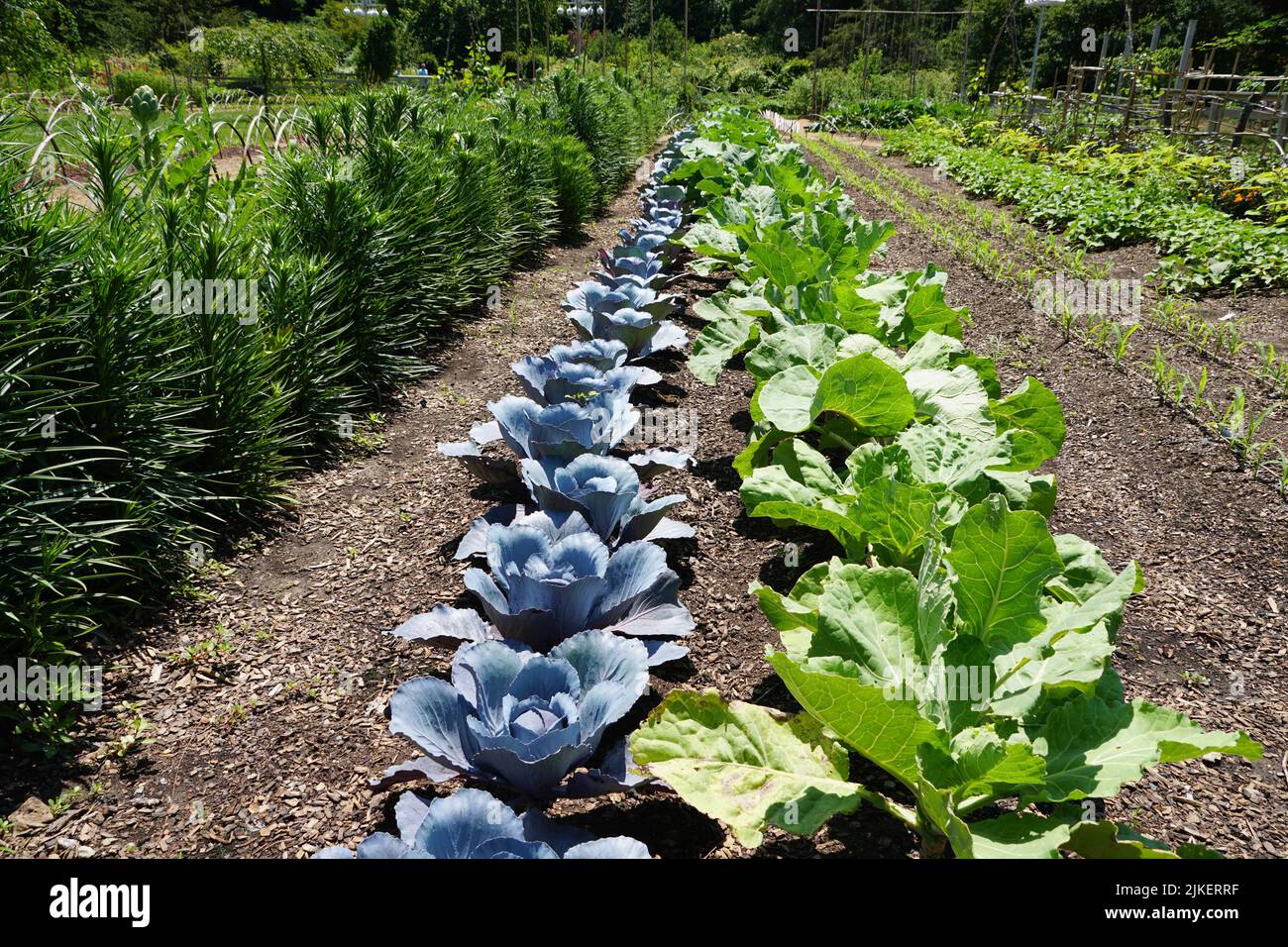 A row of purple cabbage and Portuguese kale growing well during the ...