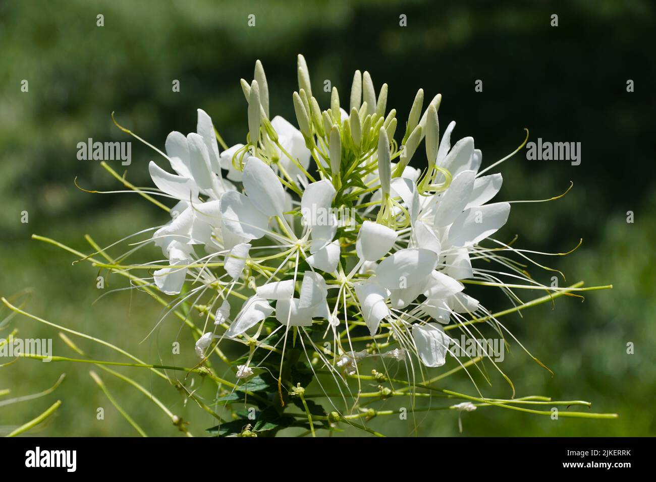 The white color of Spider-Flower 'Sparkler White' at full bloom in the ...