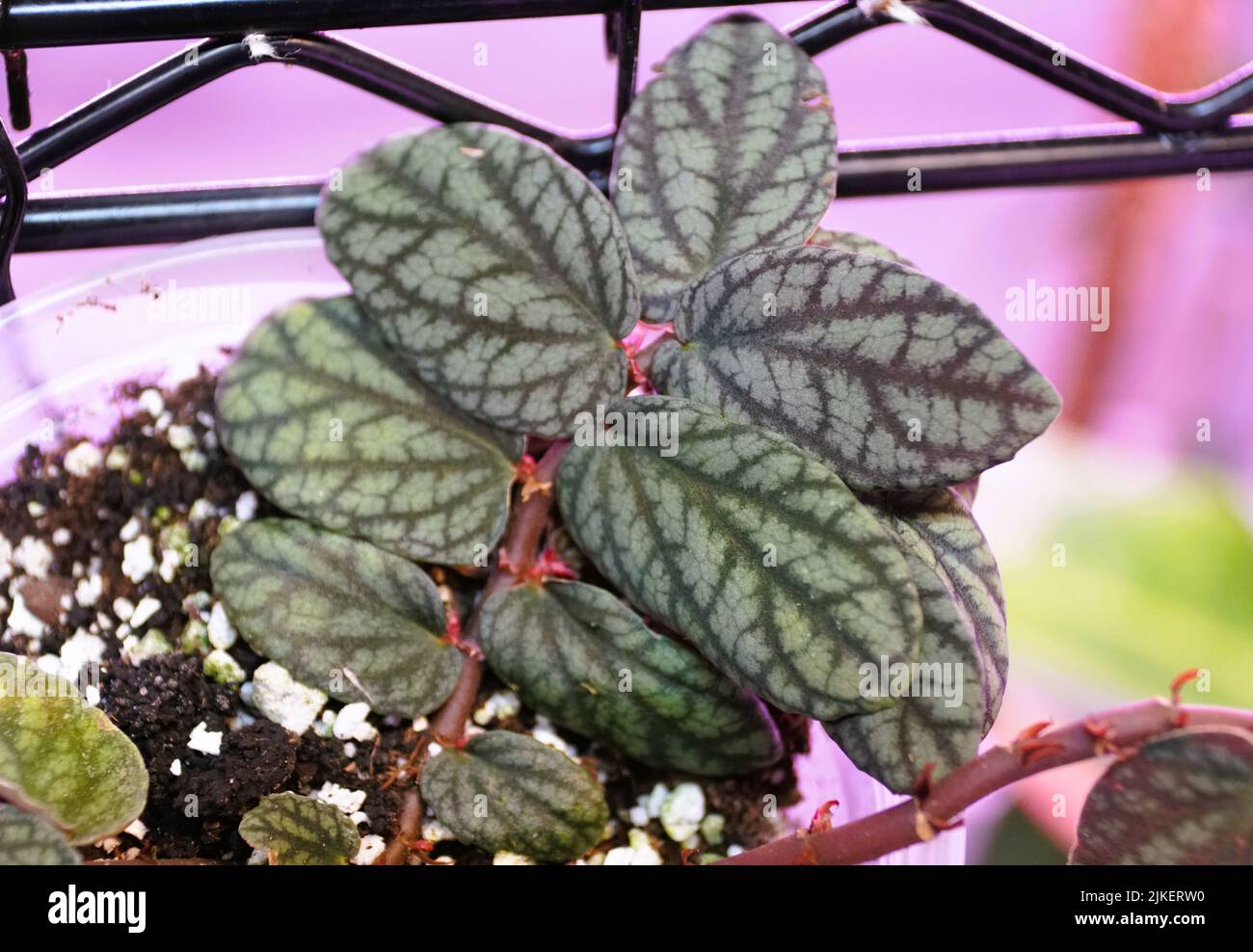 Pellonia hi-res stock photography and images - Alamy