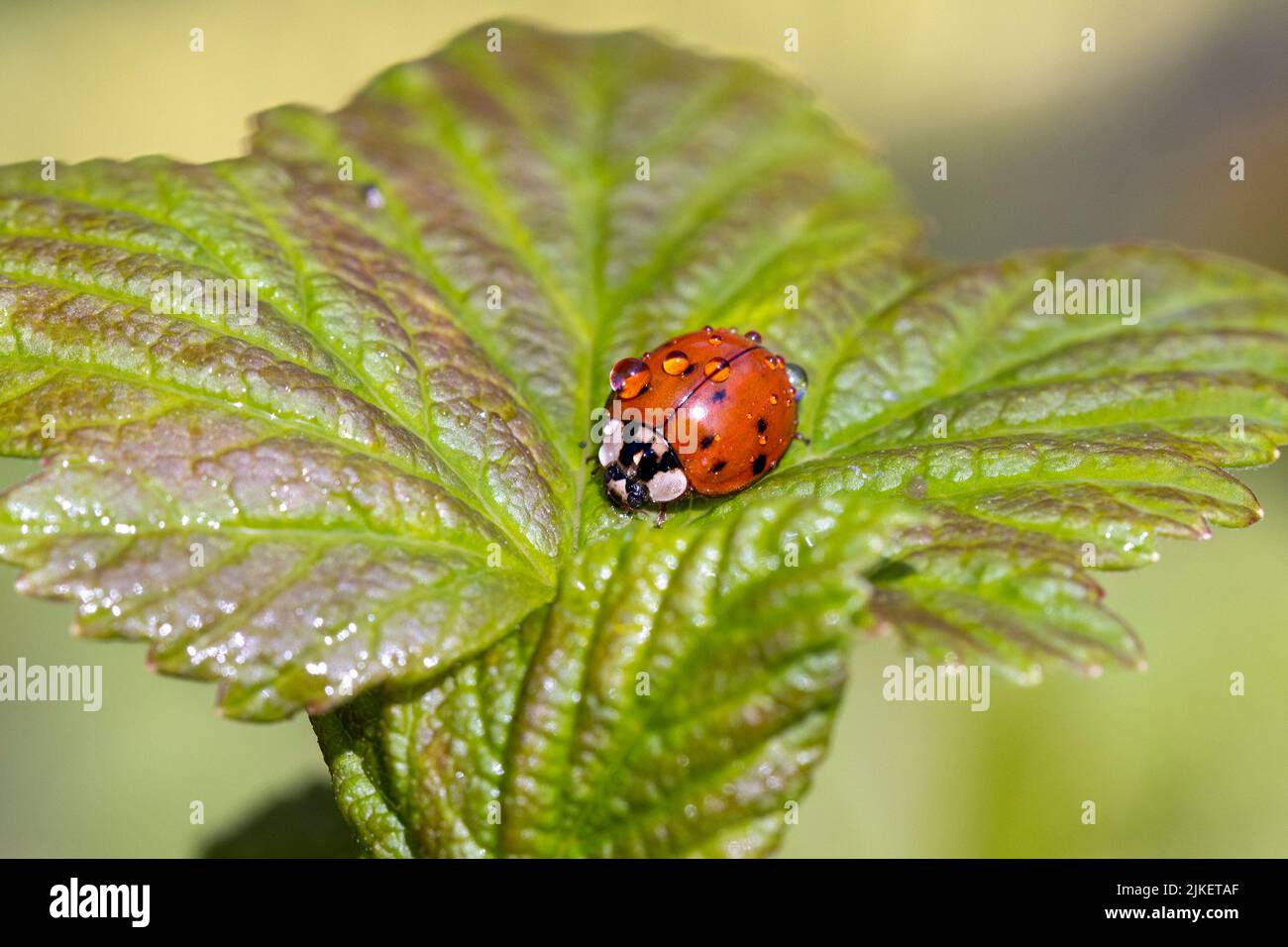 a ladybug sitting on a raspberry leaf in drops of water, an insect ...