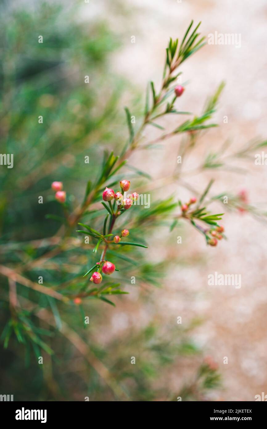 native Australian Geraldton Wax plant outdoor in beautiful tropical ...