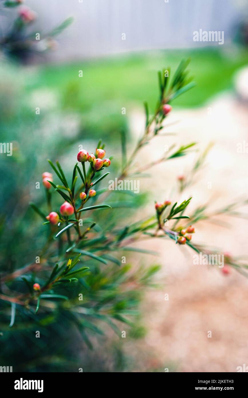 native Australian Geraldton Wax plant outdoor in beautiful tropical ...